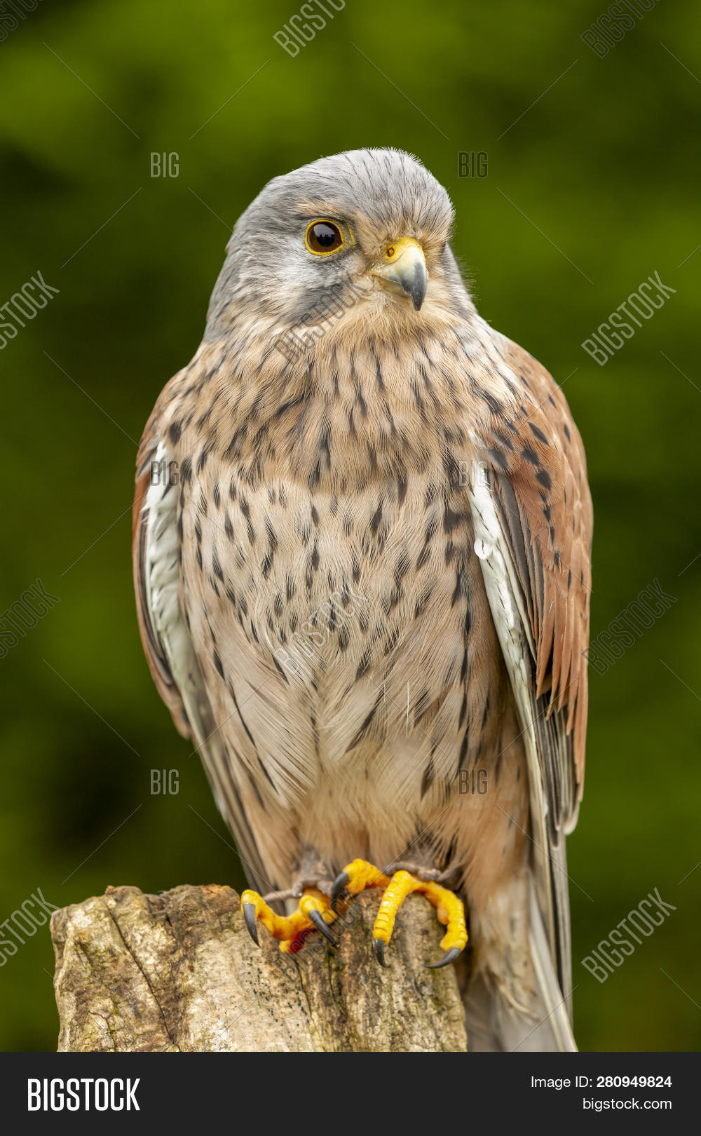 Young Kestrel Bird Sat Image & Photo (Free Trial) | Bigstock