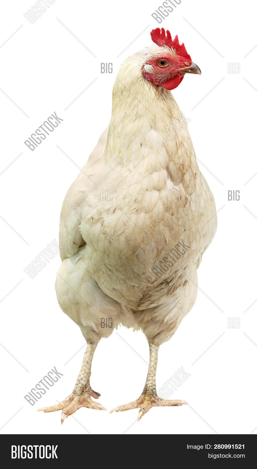 Beautiful White Hen Image & Photo (Free Trial) | Bigstock