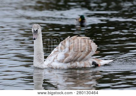 Baby Swan, Signet Image & Photo (Free Trial) | Bigstock