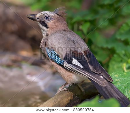 Eurasian Jay Sitting Image & Photo (Free Trial) | Bigstock
