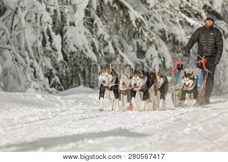 Team Four Husky Sled Image & Photo (Free Trial) | Bigstock