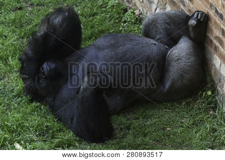 Western Gorilla Image & Photo (Free Trial) | Bigstock