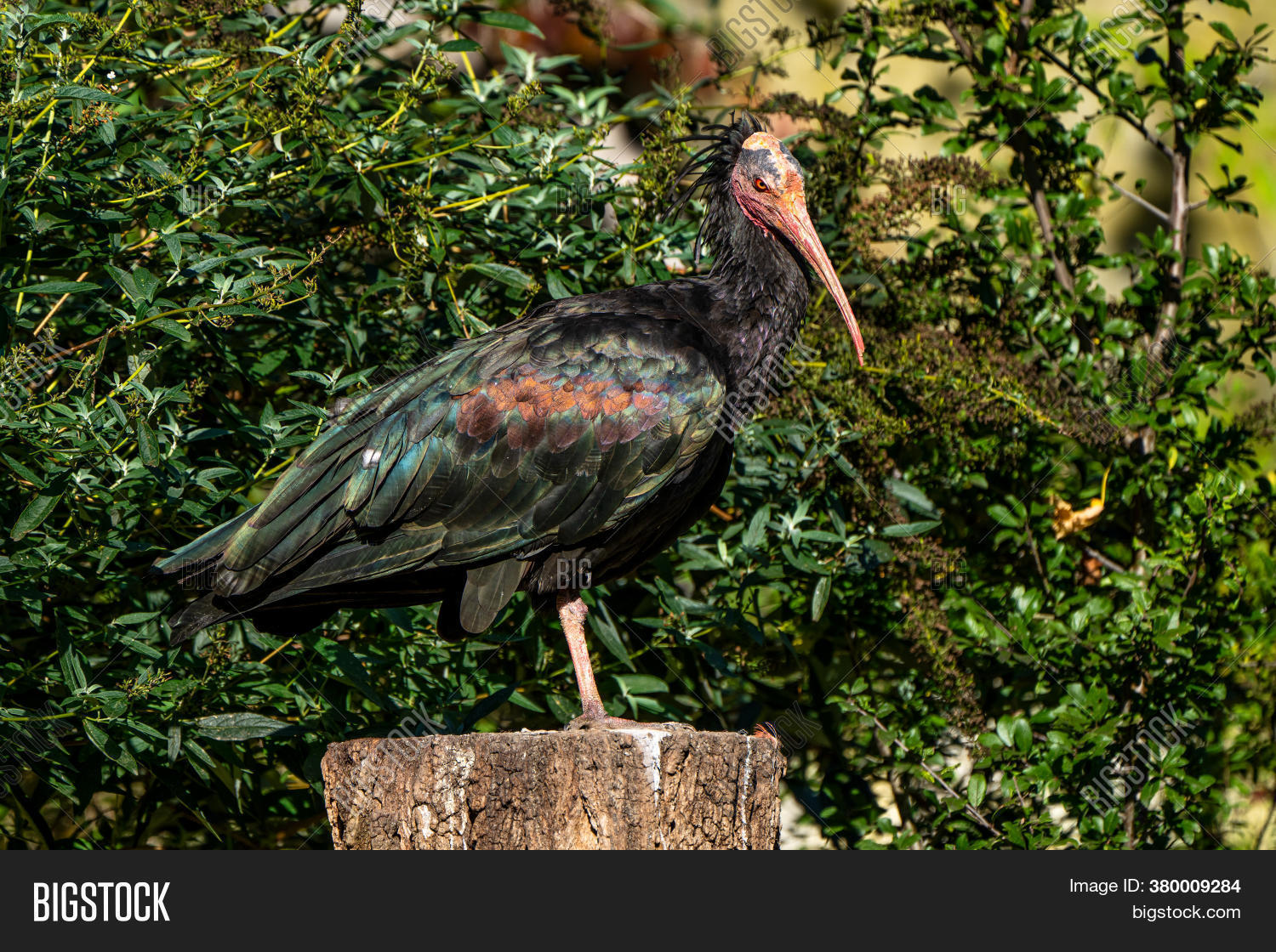 Northern Bald Ibis, Image & Photo (Free Trial) | Bigstock