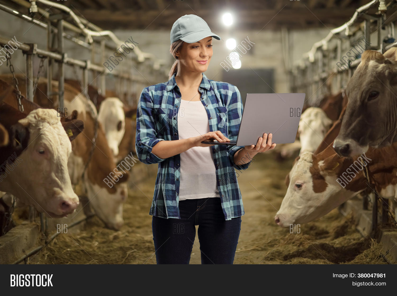 Female Worker On Cow Image & Photo (Free Trial) | Bigstock