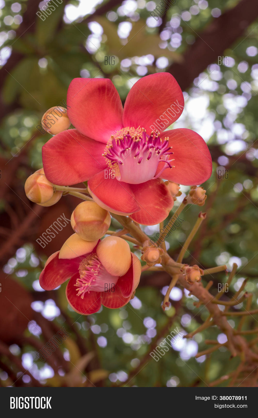 Cannonball Tree Flower Image & Photo (Free Trial) | Bigstock