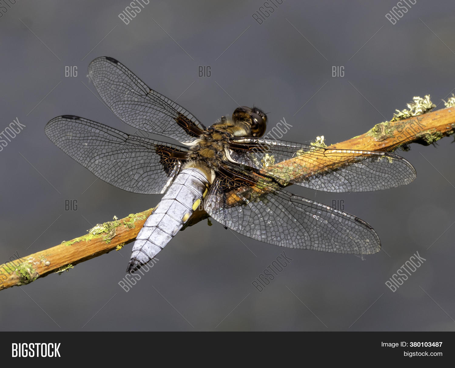 Broad-bodied Chaser Image & Photo (Free Trial) | Bigstock