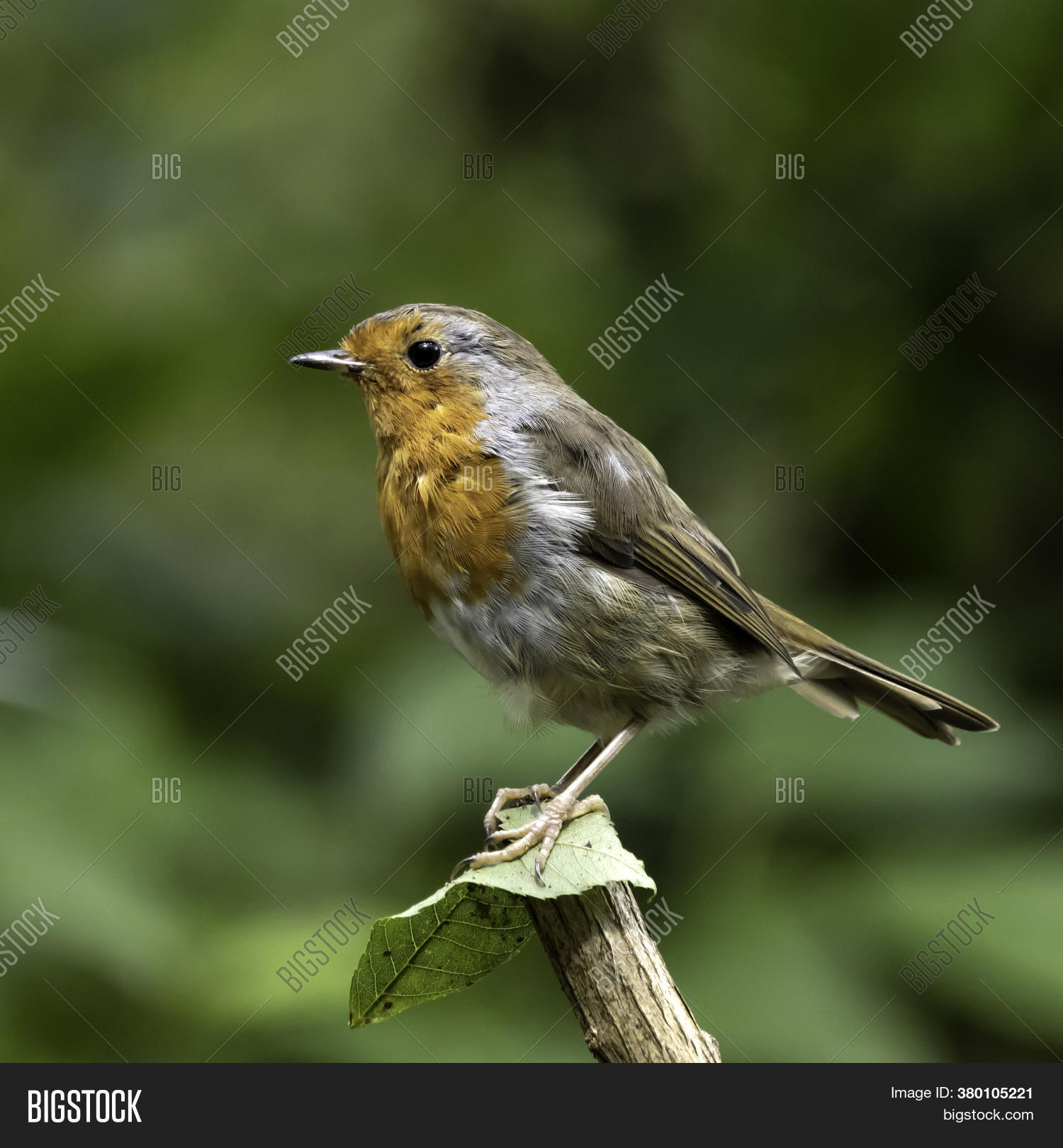 Eurasian Robin Image & Photo (Free Trial) | Bigstock