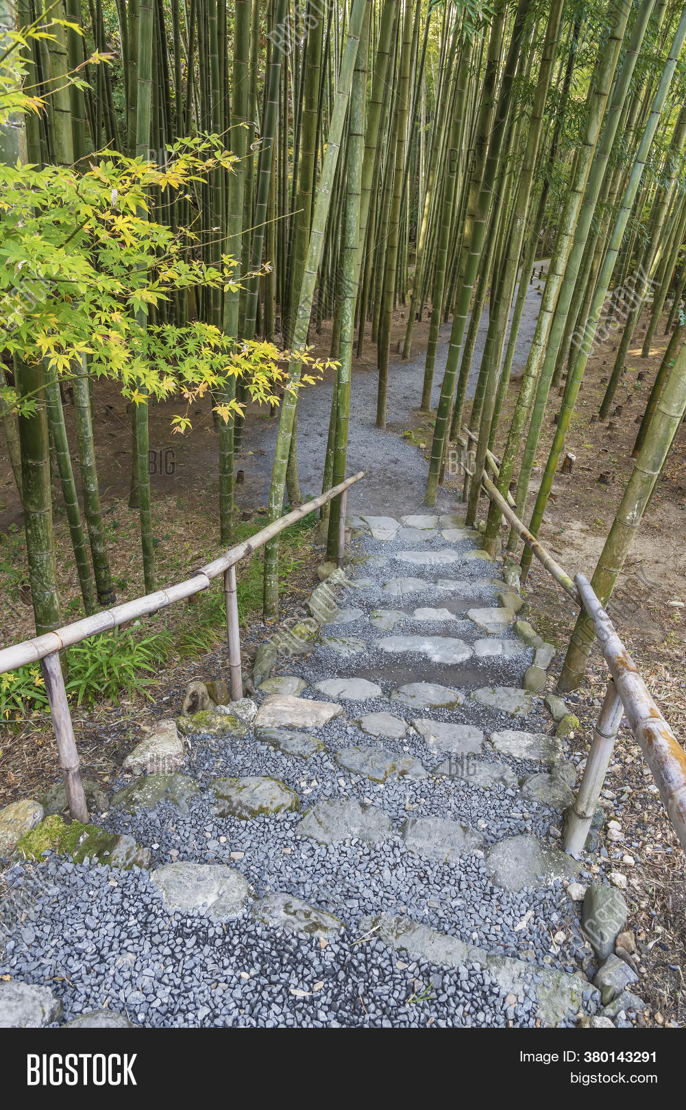 Trail Bamboo Forest Image & Photo (Free Trial) | Bigstock