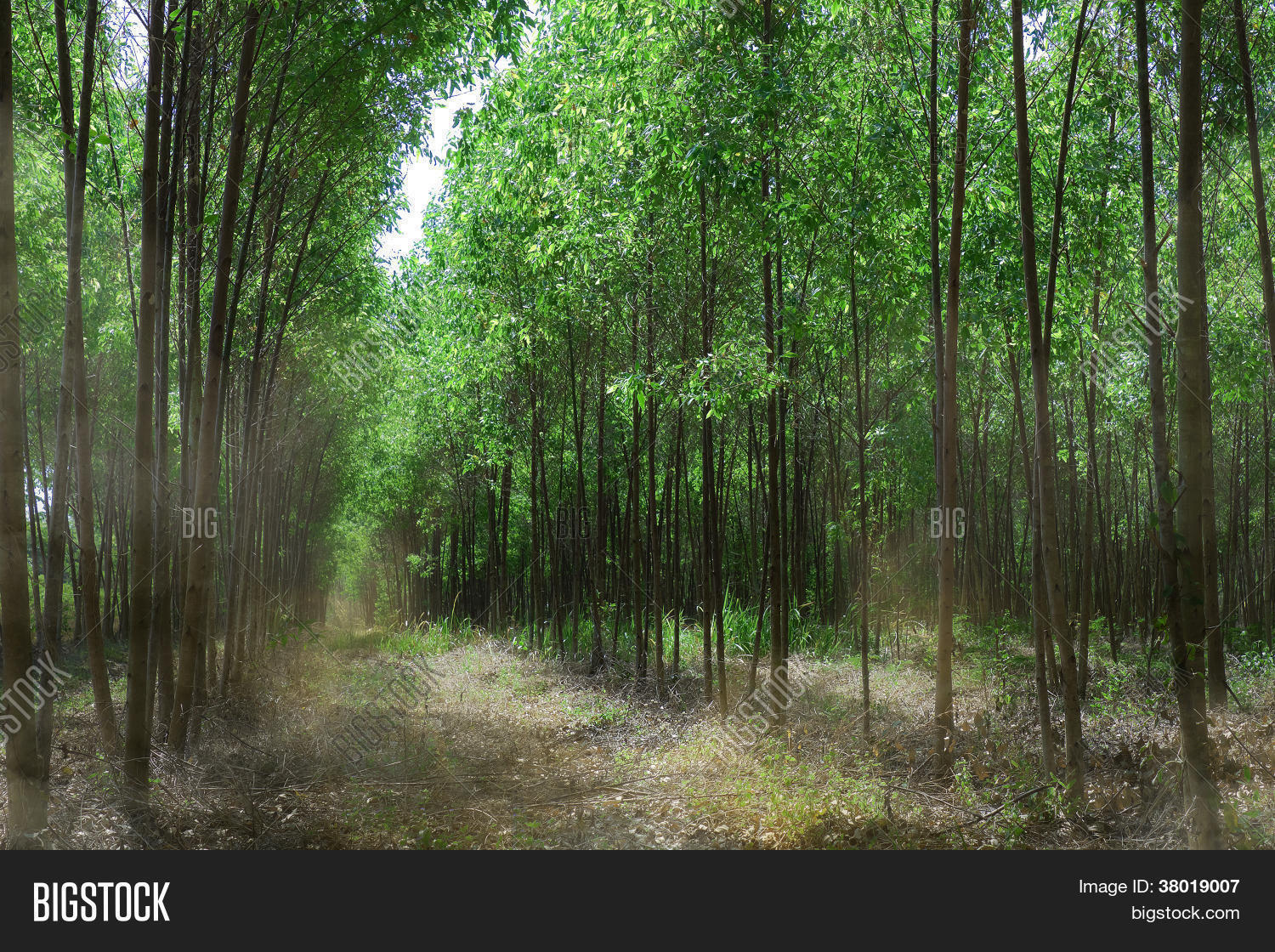 Eucalyptus Plantation Image & Photo (Free Trial) | Bigstock