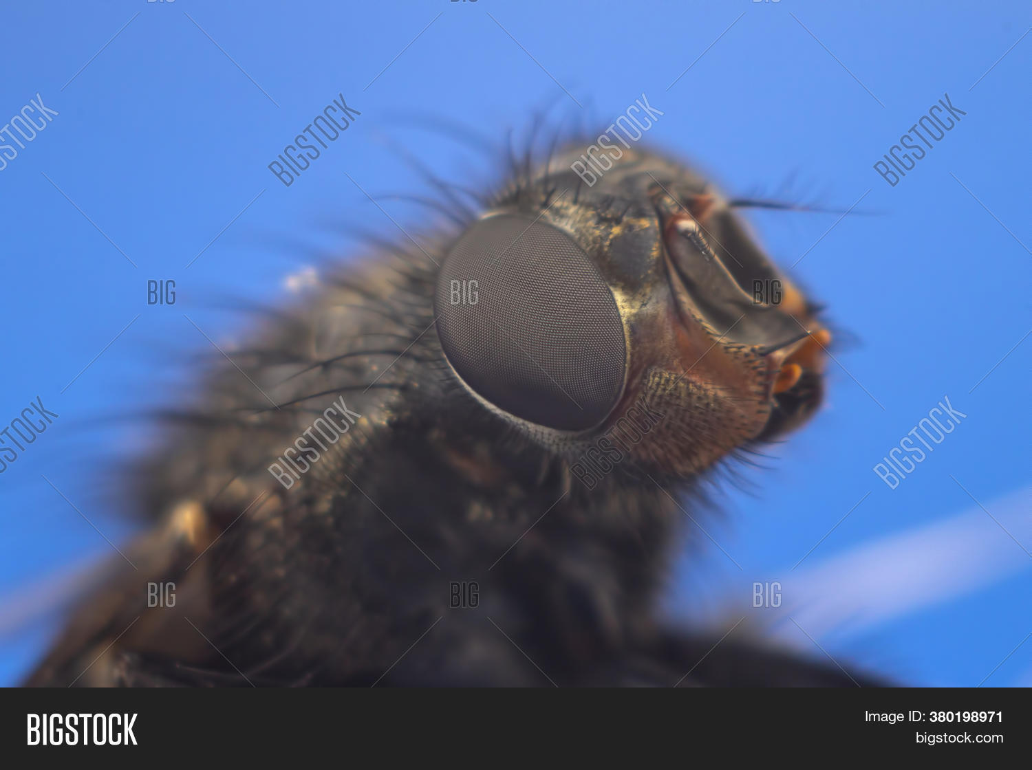 Closeup Fly On Blue Image & Photo (Free Trial) | Bigstock