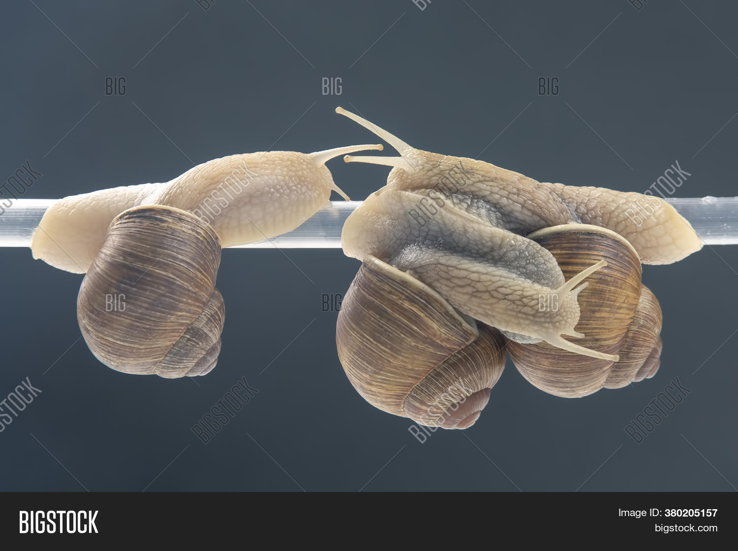 Helix Pomatia. Snails Image & Photo (Free Trial) | Bigstock
