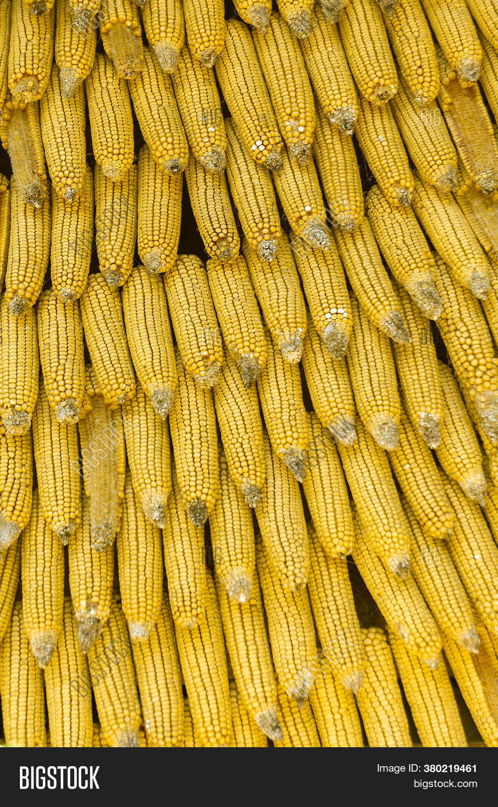 Rows Maize Cobs. Image & Photo (Free Trial) | Bigstock