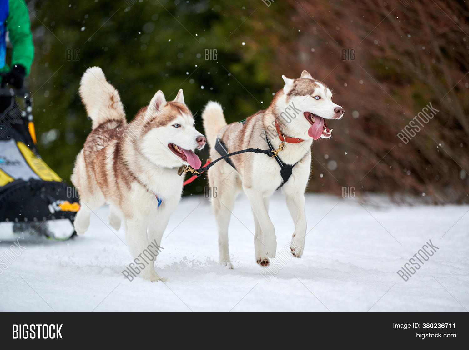 Running Husky Dog On Image & Photo (Free Trial) | Bigstock