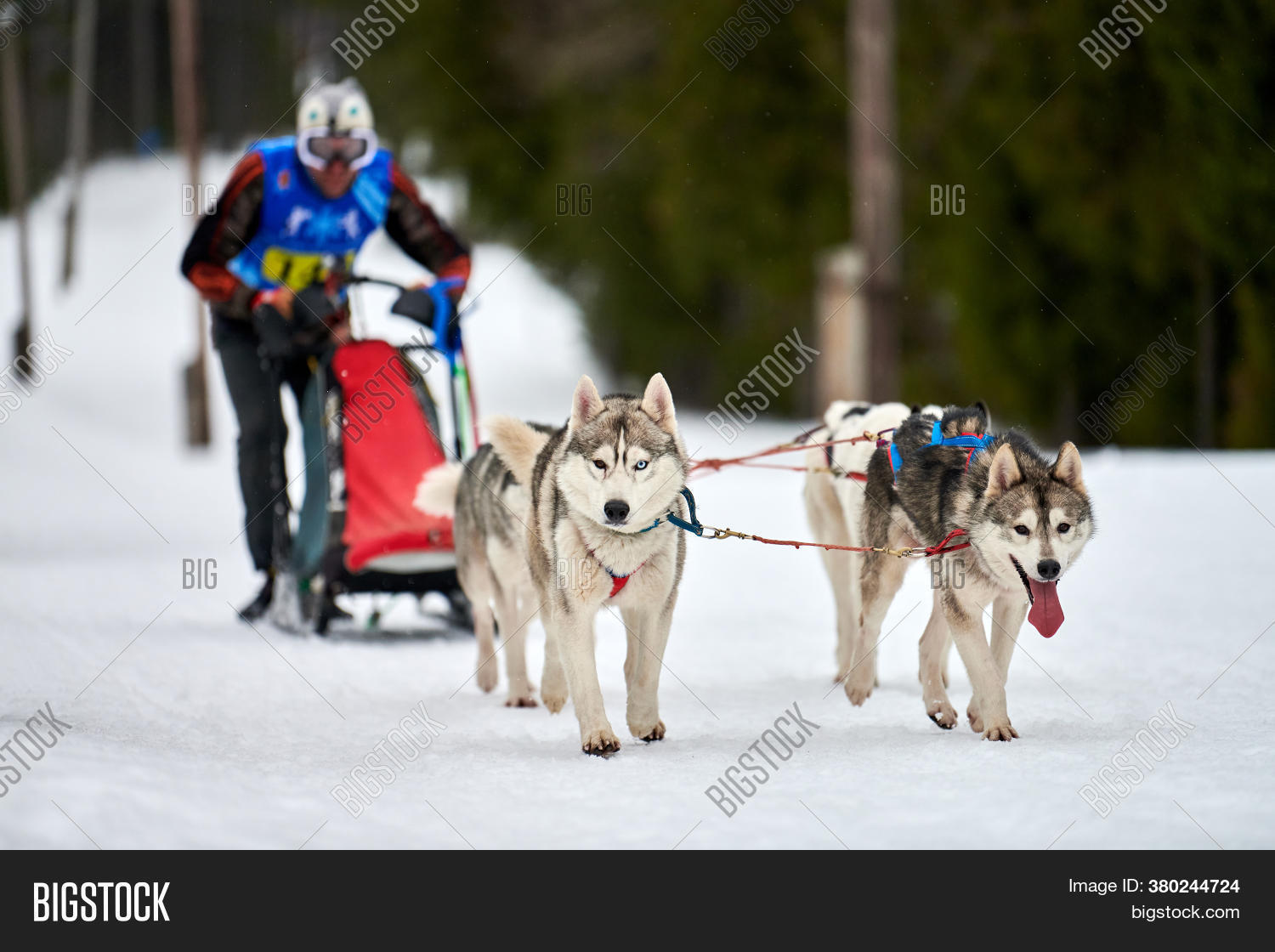 Husky Sled Dog Racing Image & Photo (Free Trial) | Bigstock