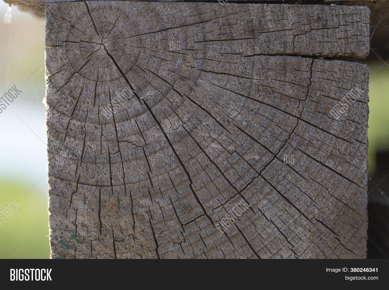 Close- Saw Cut Tree. Image & Photo (Free Trial) | Bigstock