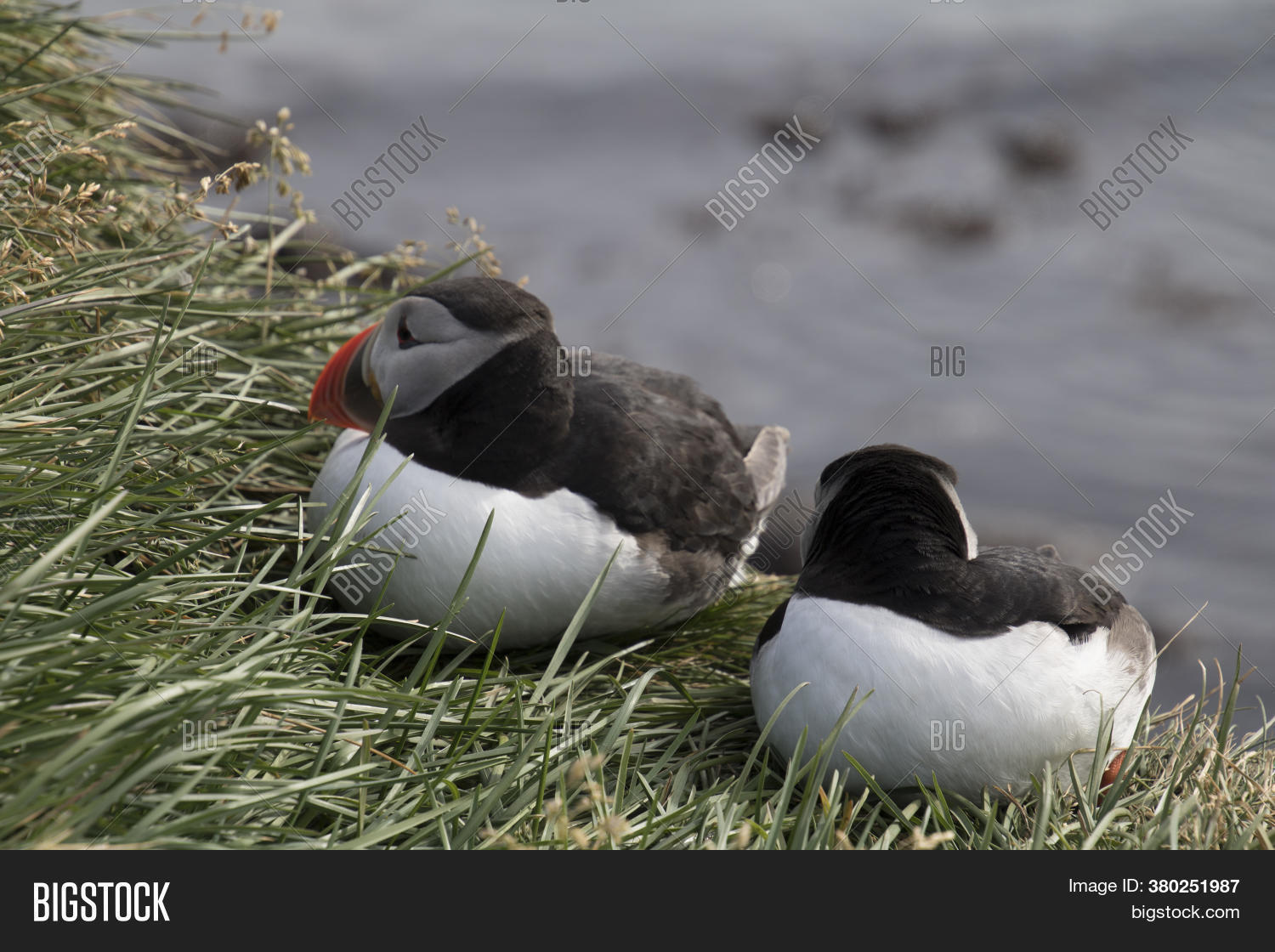 Group Puffins Sitting Image & Photo (Free Trial) | Bigstock