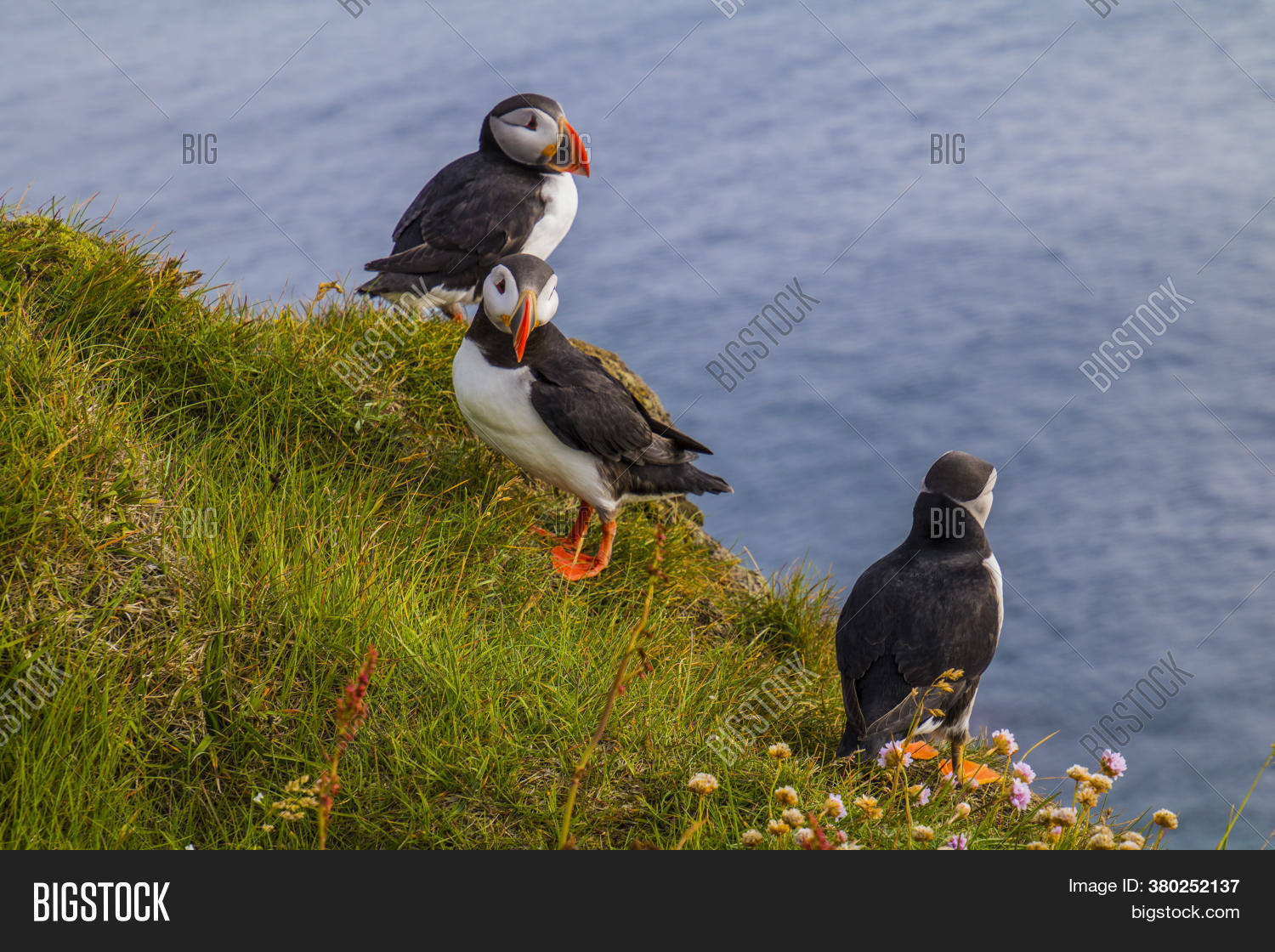Group Puffins Sitting Image & Photo (Free Trial) | Bigstock
