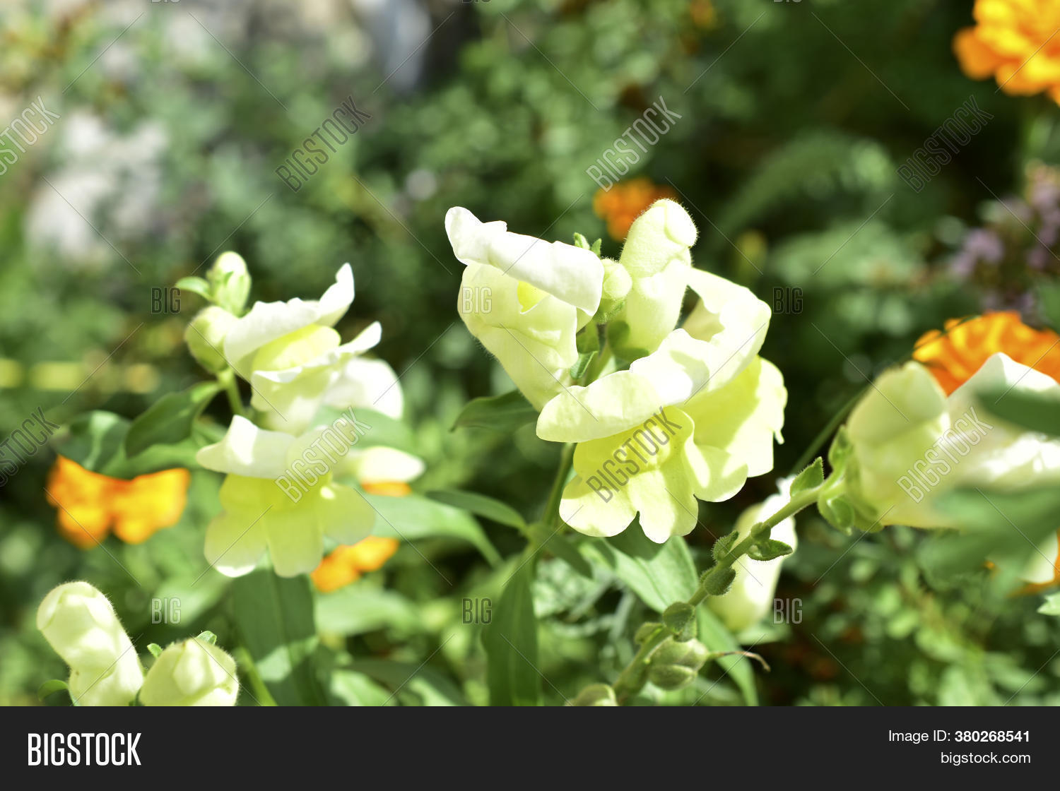 Yellow Snapdragon Image & Photo (Free Trial) | Bigstock