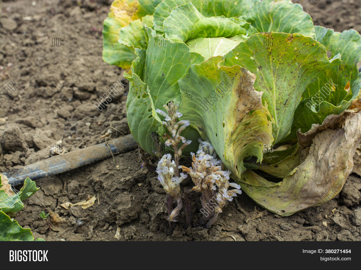 Plant Parasite Image & Photo (Free Trial) | Bigstock