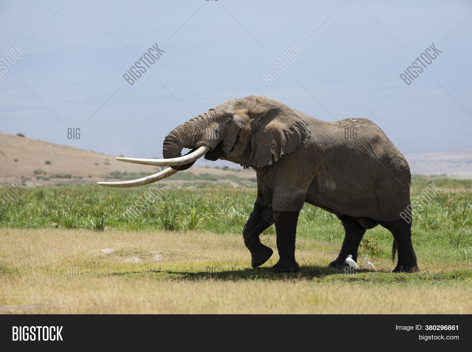 Big Tusker Elephant Image & Photo (Free Trial) | Bigstock