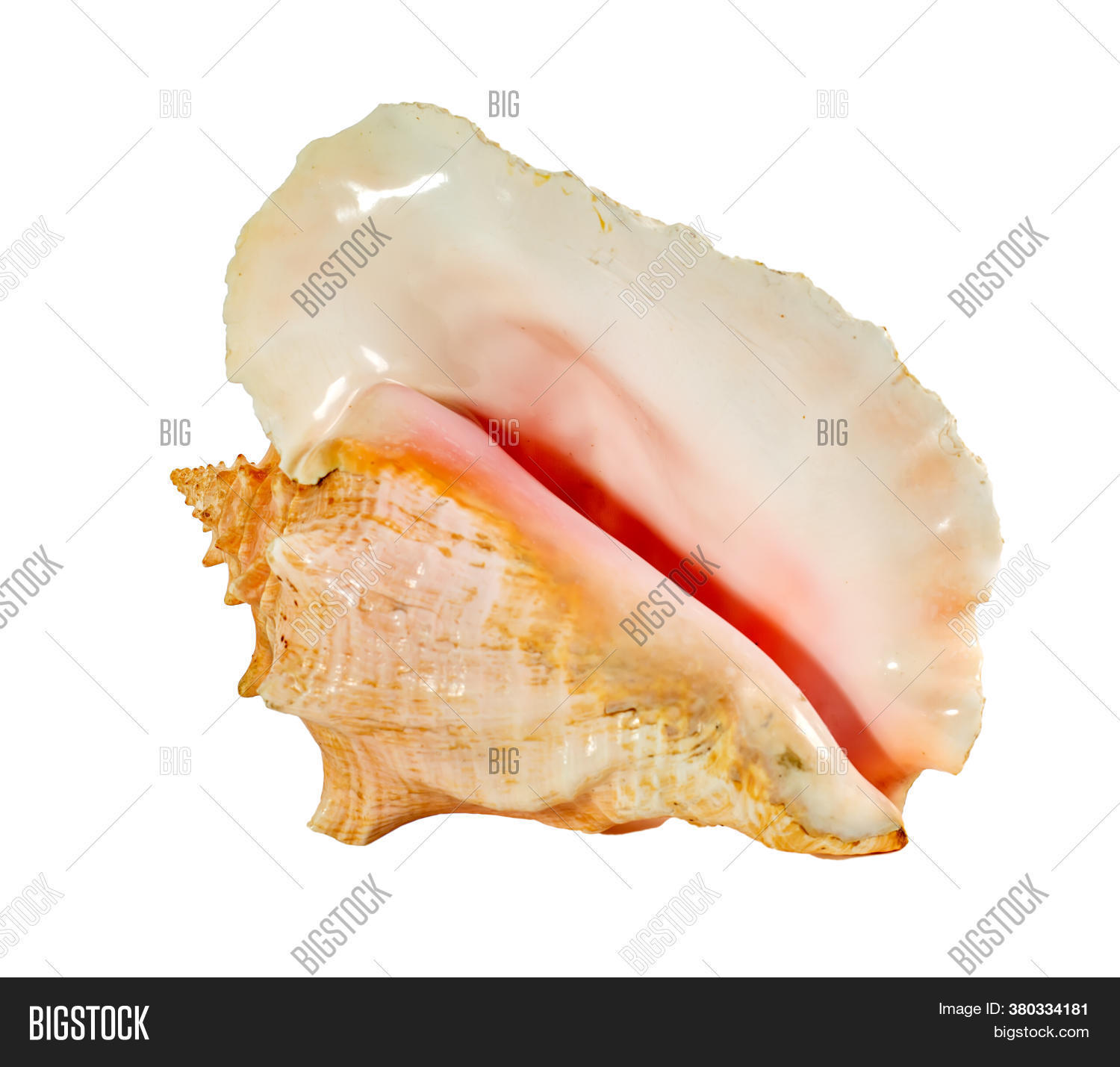 Sea Shell Isolated On Image & Photo (Free Trial) | Bigstock