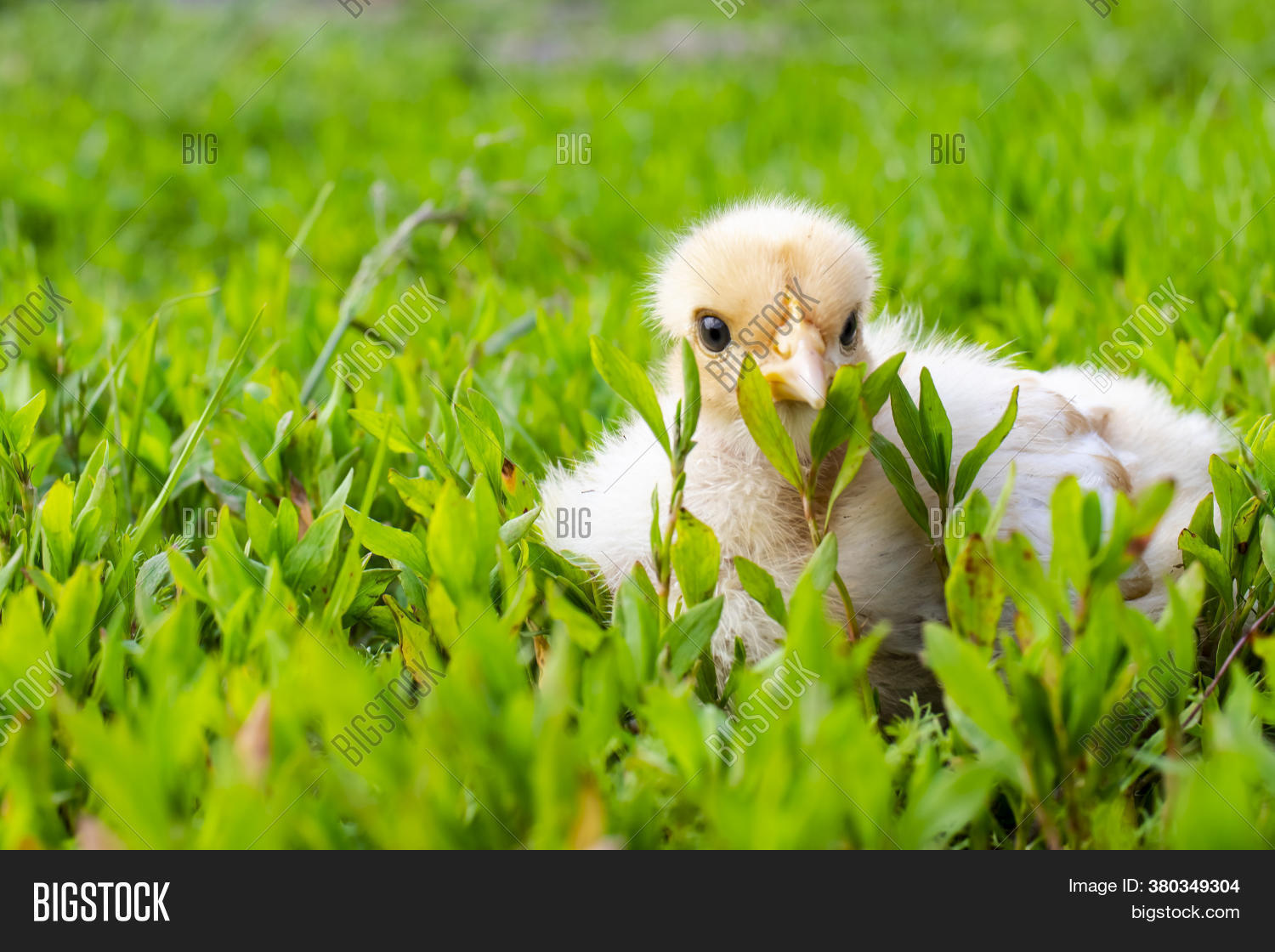 Naked Neck Chicken On Image & Photo (Free Trial) | Bigstock