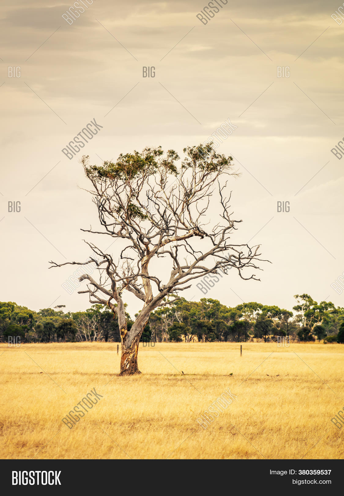 Image Eucalyptus Tree Image & Photo (Free Trial) | Bigstock