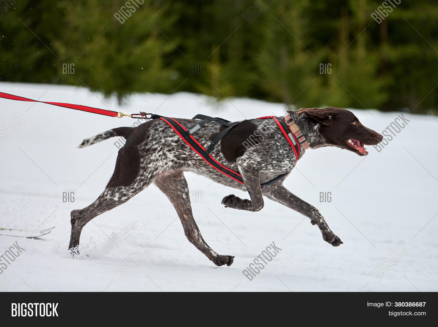 Running Pointer Dog On Image & Photo (Free Trial) | Bigstock