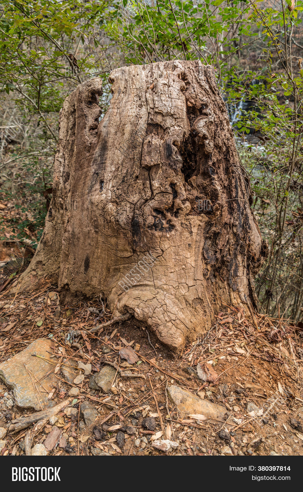 Old Decaying Rotting Image & Photo (Free Trial) | Bigstock