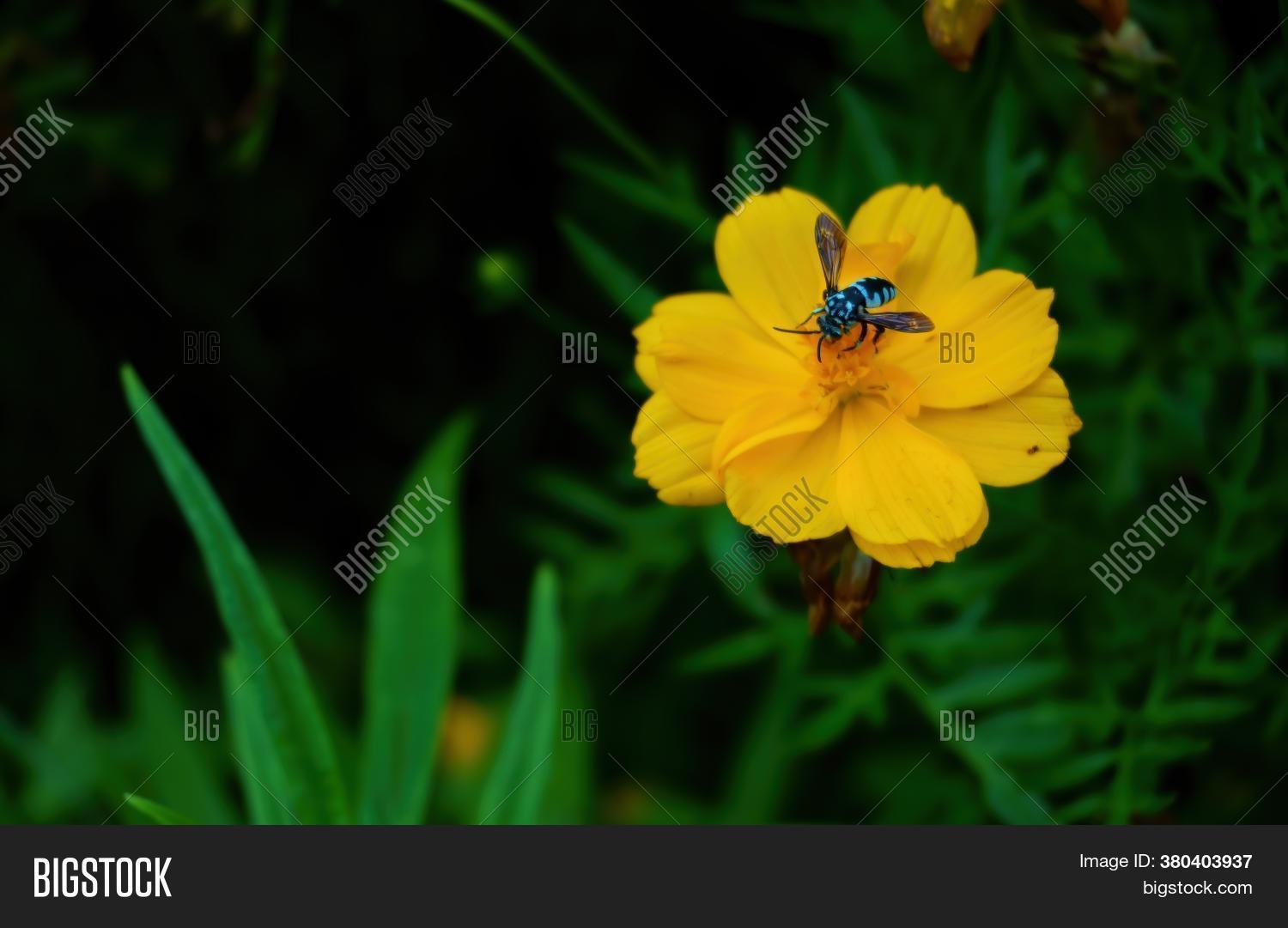 Neon Cuckoo Bee Aka Image & Photo (Free Trial) | Bigstock