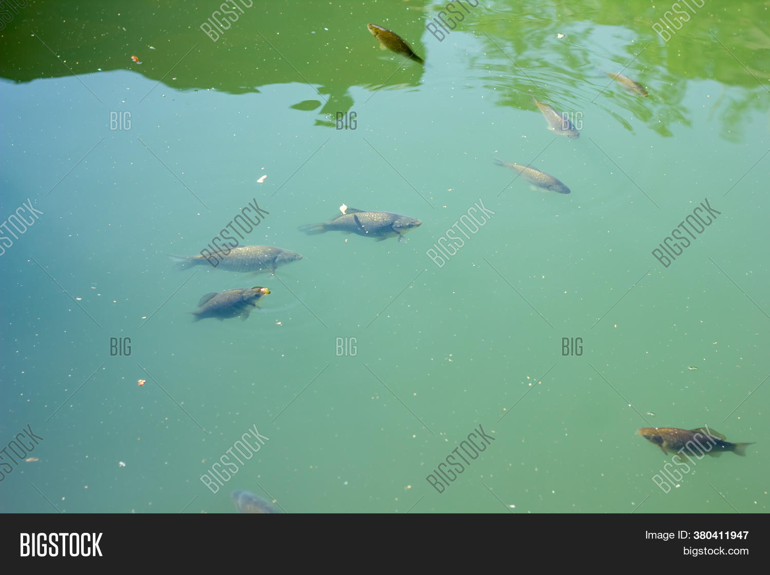 Small Fishes 图片和照片（免费试用） | Bigstock
