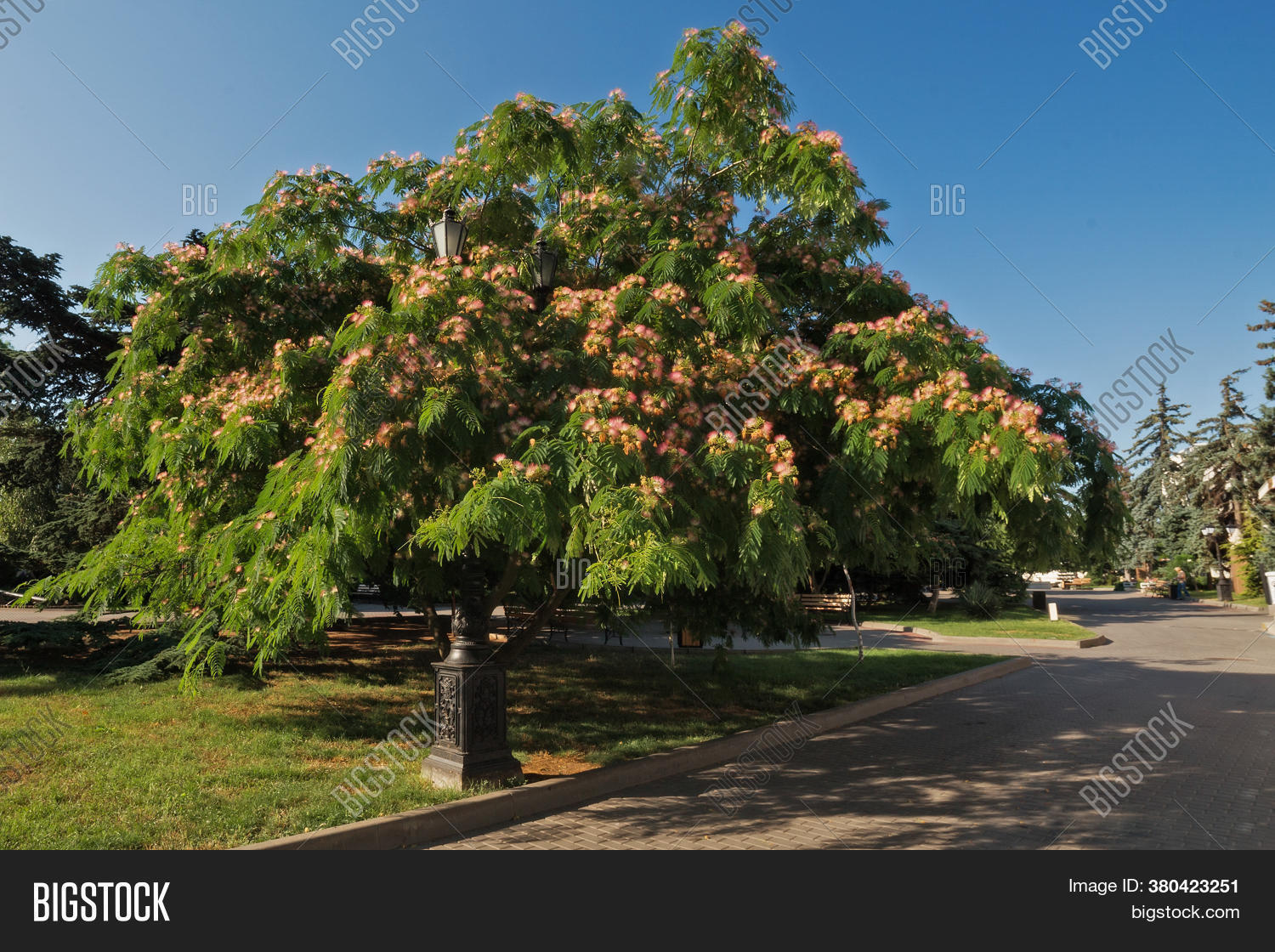 Albizia Julibrissin Image & Photo (Free Trial) | Bigstock