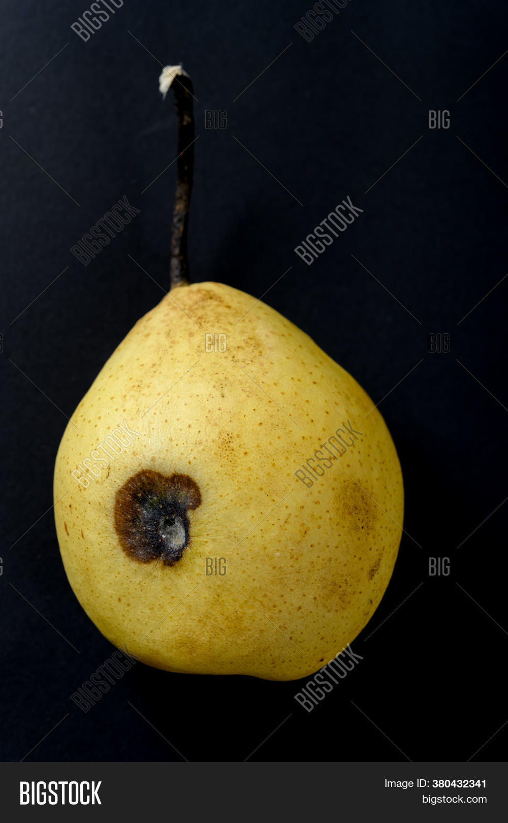 Rotten Snow Pear On Image & Photo (Free Trial) | Bigstock