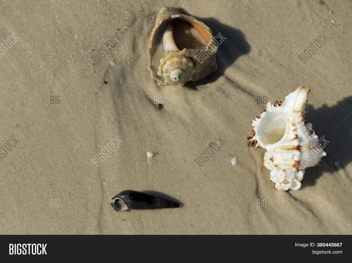 Beautiful Seashells Image & Photo (Free Trial) | Bigstock