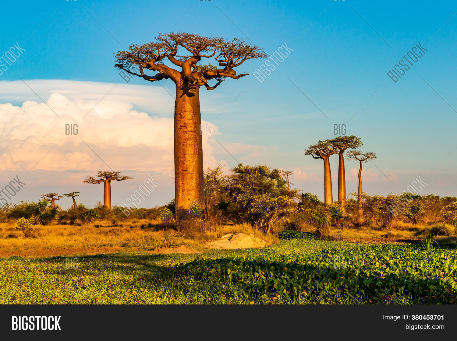 Beautiful Baobab Trees Image & Photo (Free Trial) | Bigstock