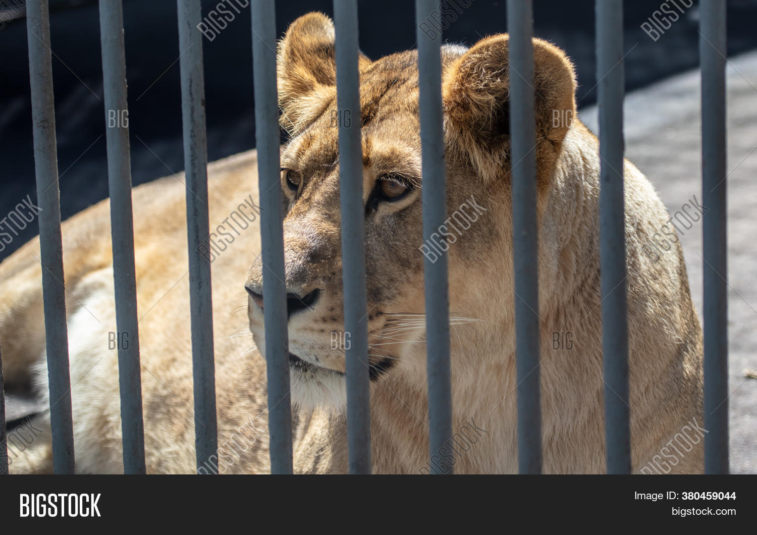 Lion Behind Bars Zoo. Image & Photo (Free Trial) | Bigstock