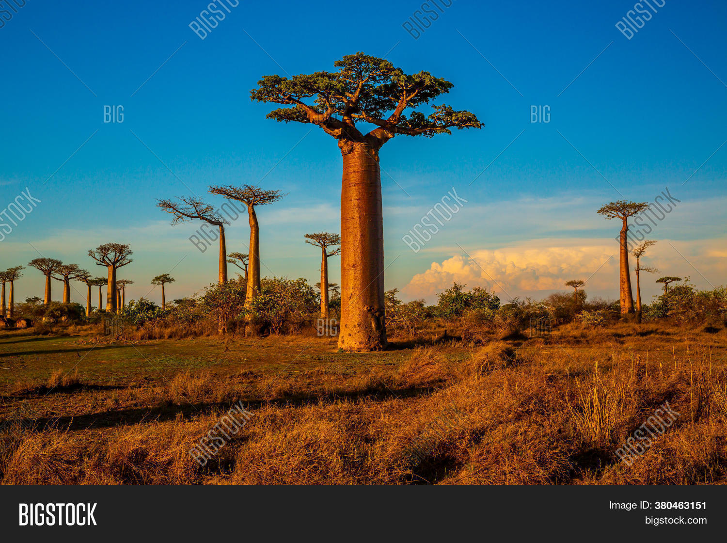 Beautiful Baobab Trees Image & Photo (Free Trial) | Bigstock