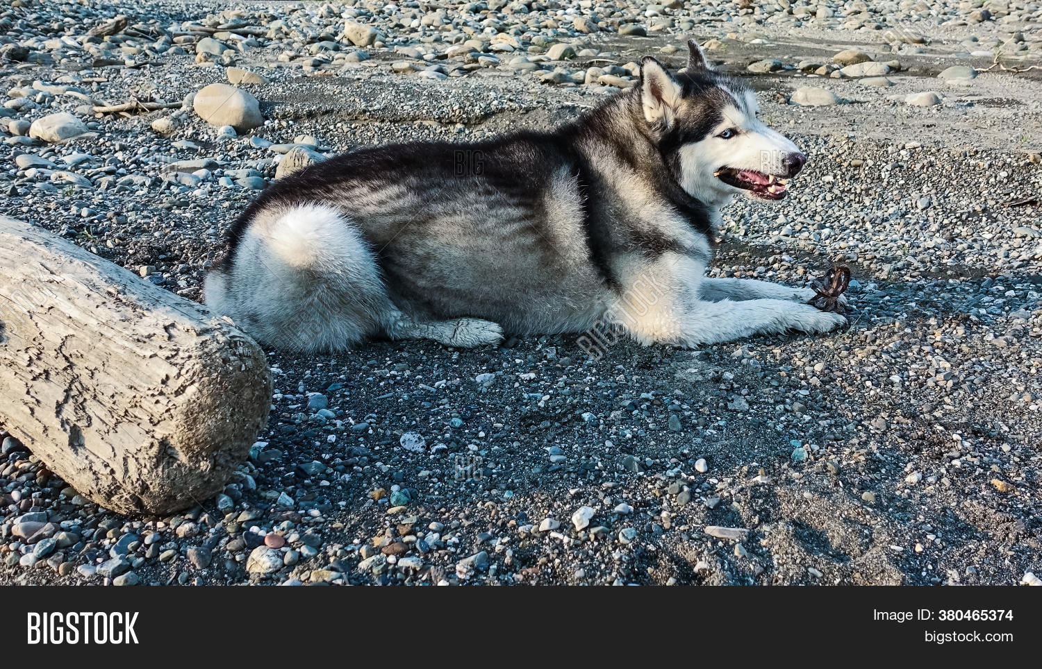 Siberian Husky Lying Image & Photo (Free Trial) | Bigstock