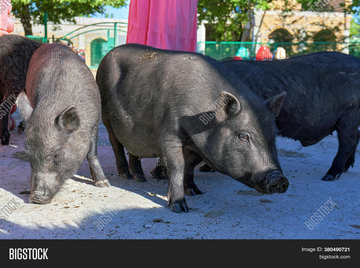 Group Large Black Pigs Image & Photo (Free Trial) | Bigstock