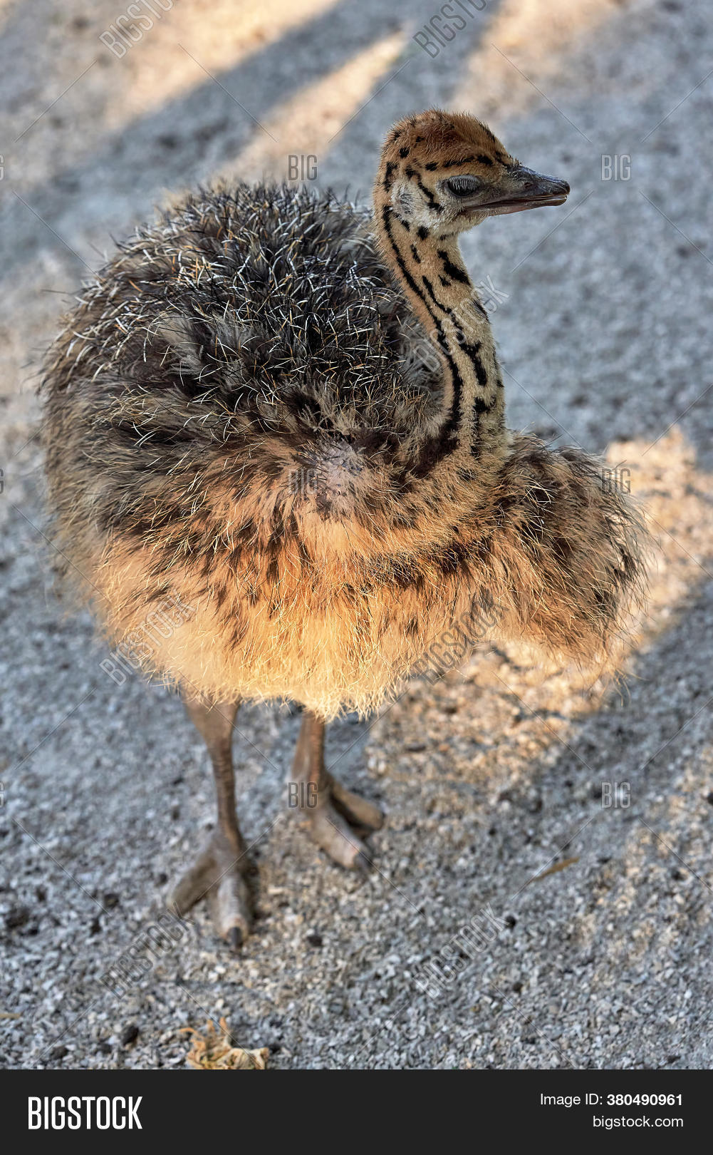 Grown- Chick Ostrich Image & Photo (Free Trial) | Bigstock