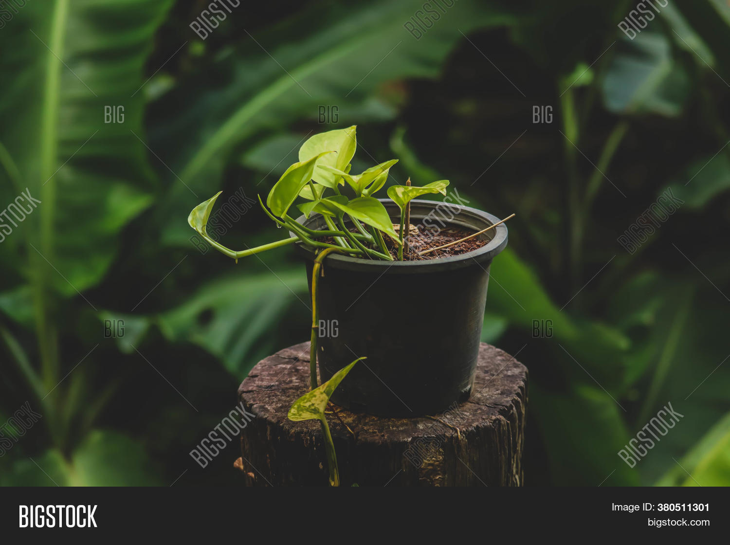 Spotted Betel Pot On Image & Photo (Free Trial) | Bigstock