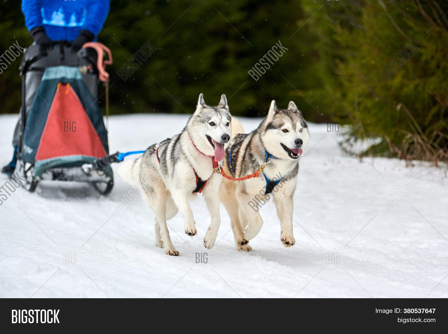 Husky Sled Dog Racing Image & Photo (Free Trial) | Bigstock