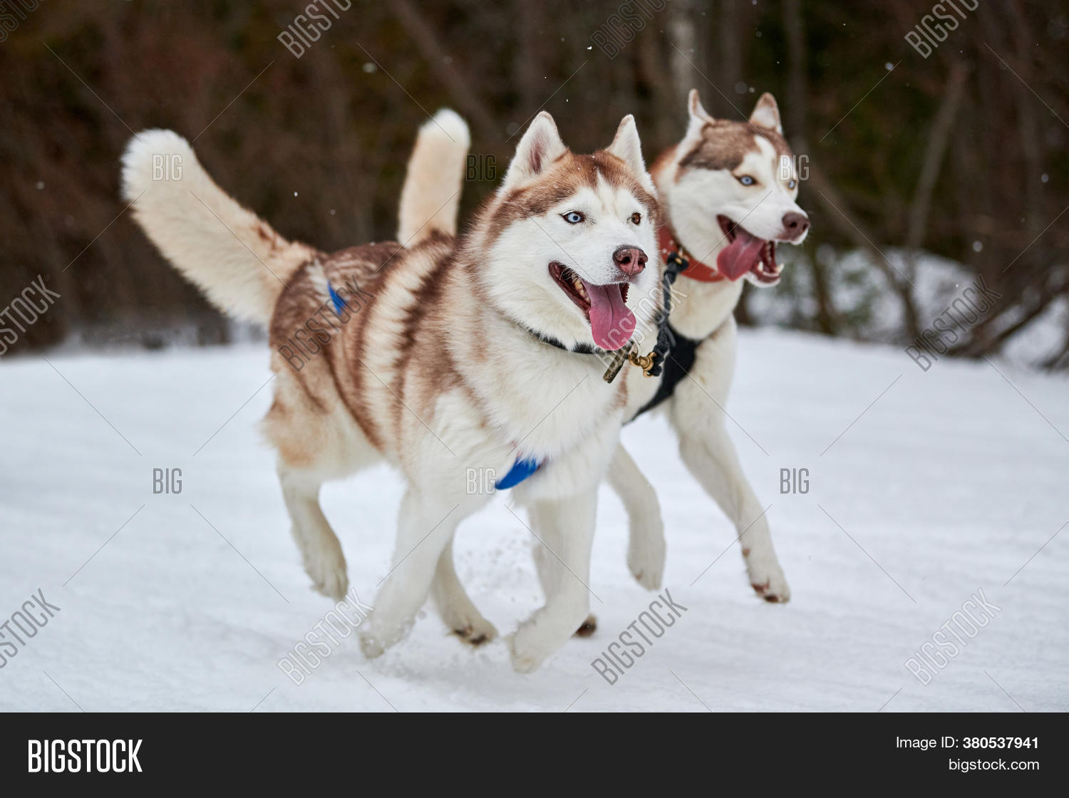 Running Husky Dog On Image & Photo (Free Trial) | Bigstock