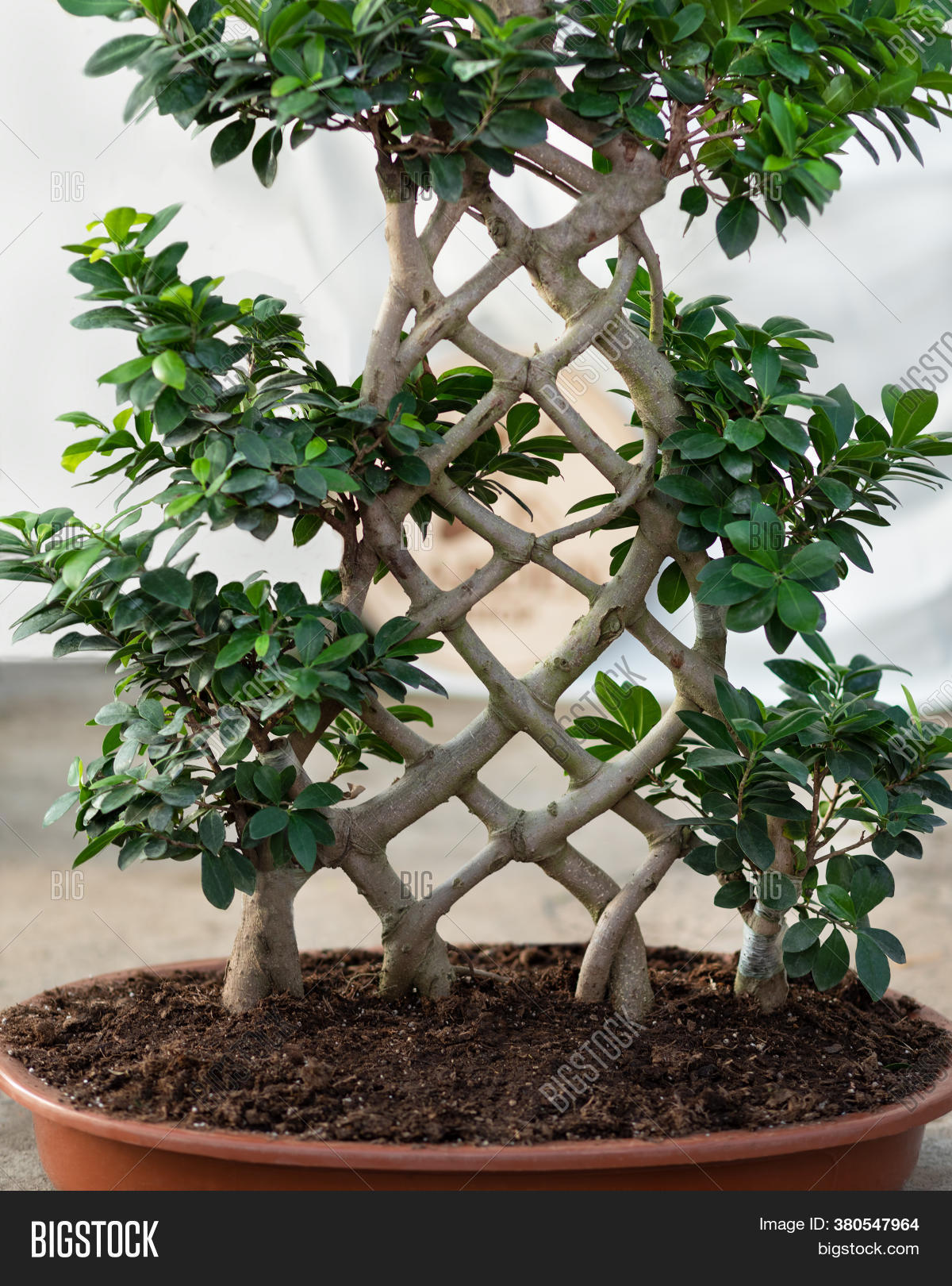Big Size Ficus Bonsai Image & Photo (Free Trial) | Bigstock