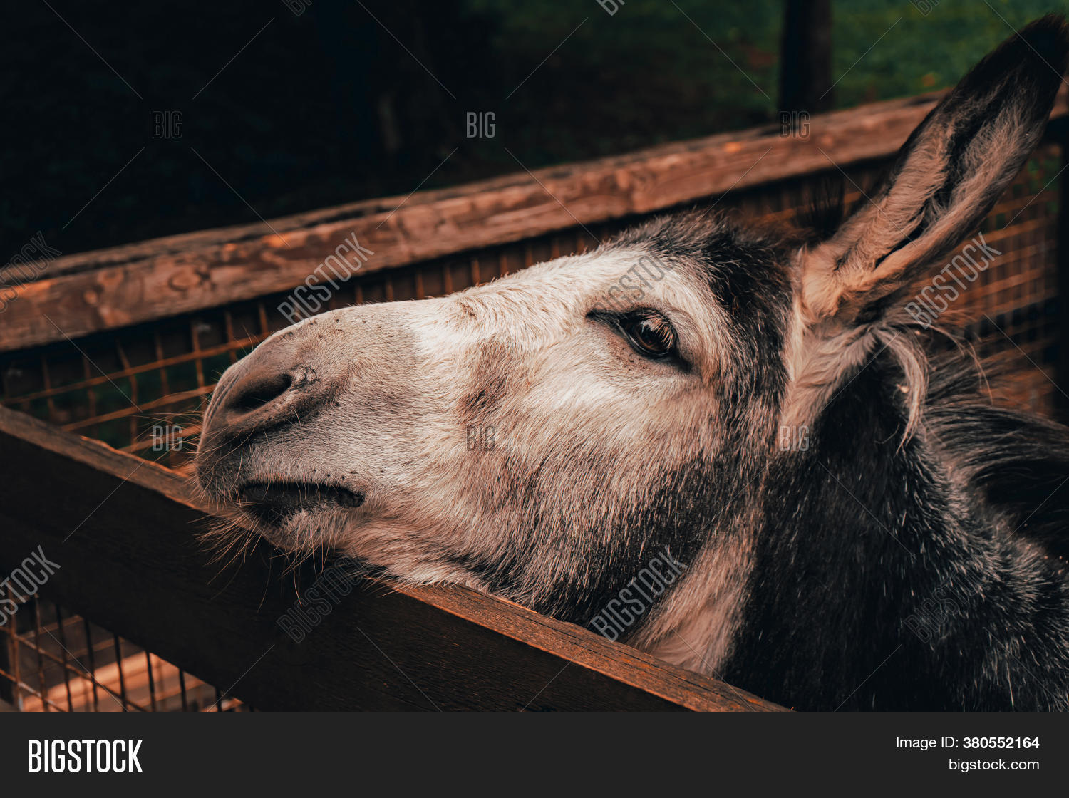 Donkeys Head Close-. Image & Photo (Free Trial) | Bigstock