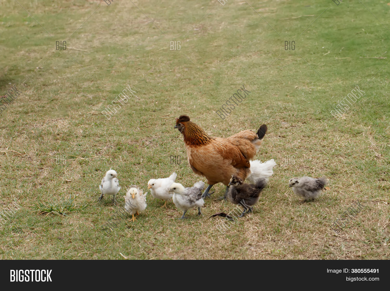 Hen Chickens On Green Image & Photo (Free Trial) | Bigstock