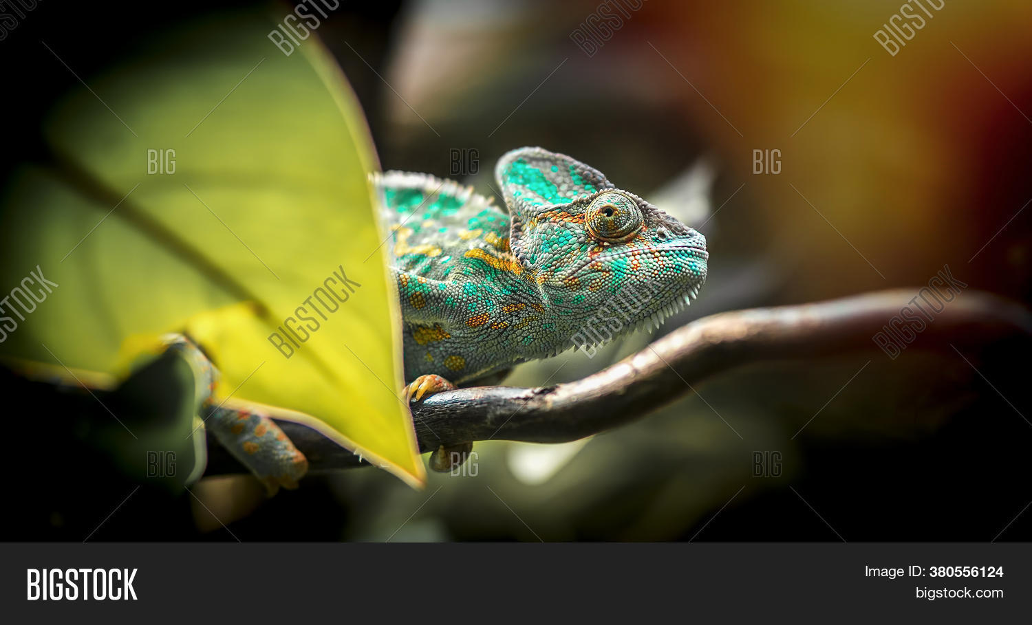 Veiled Chameleon Image & Photo (Free Trial) | Bigstock