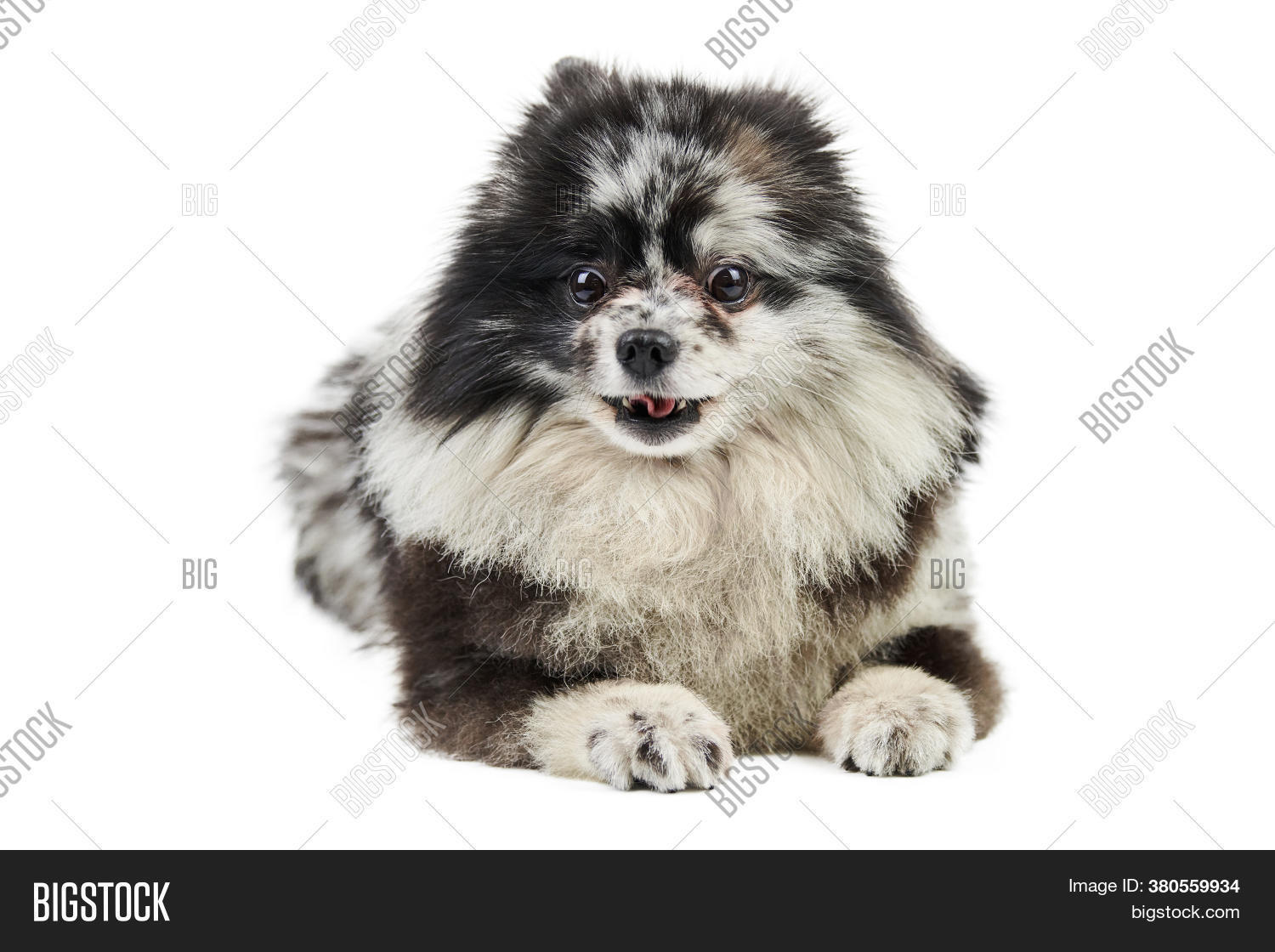 Merle Pomeranian Puppy Image & Photo (Free Trial) | Bigstock