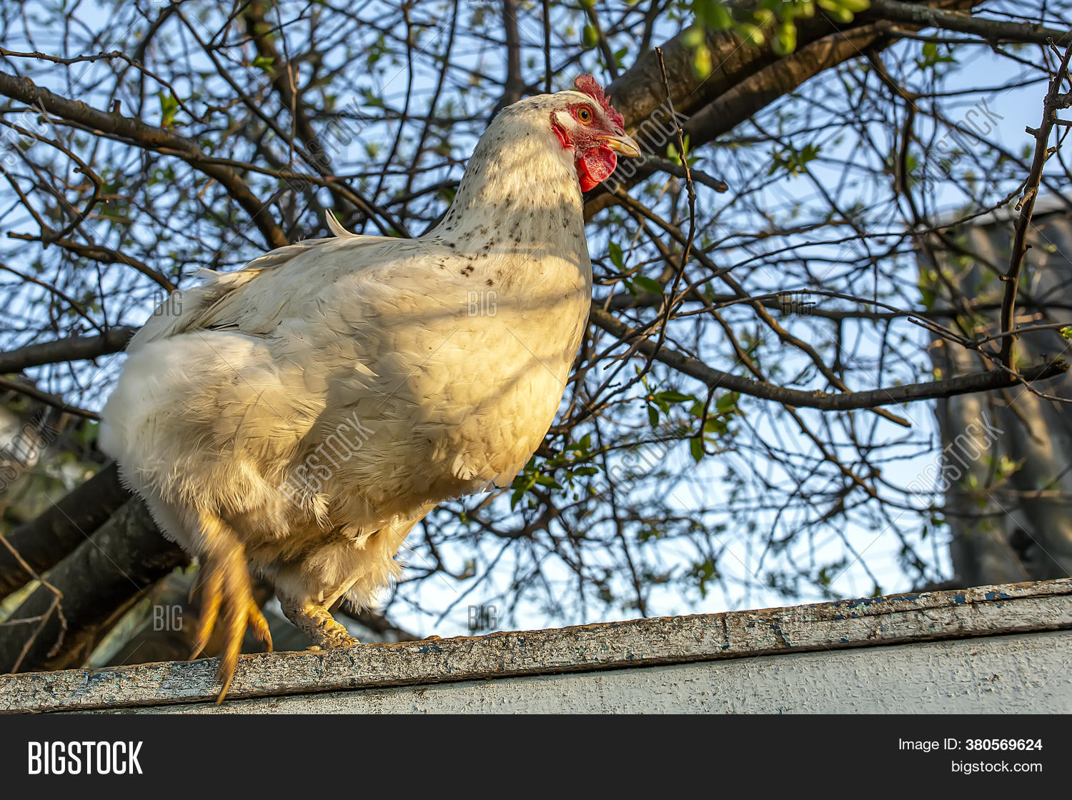 Chicken On Fence. Image & Photo (Free Trial) | Bigstock