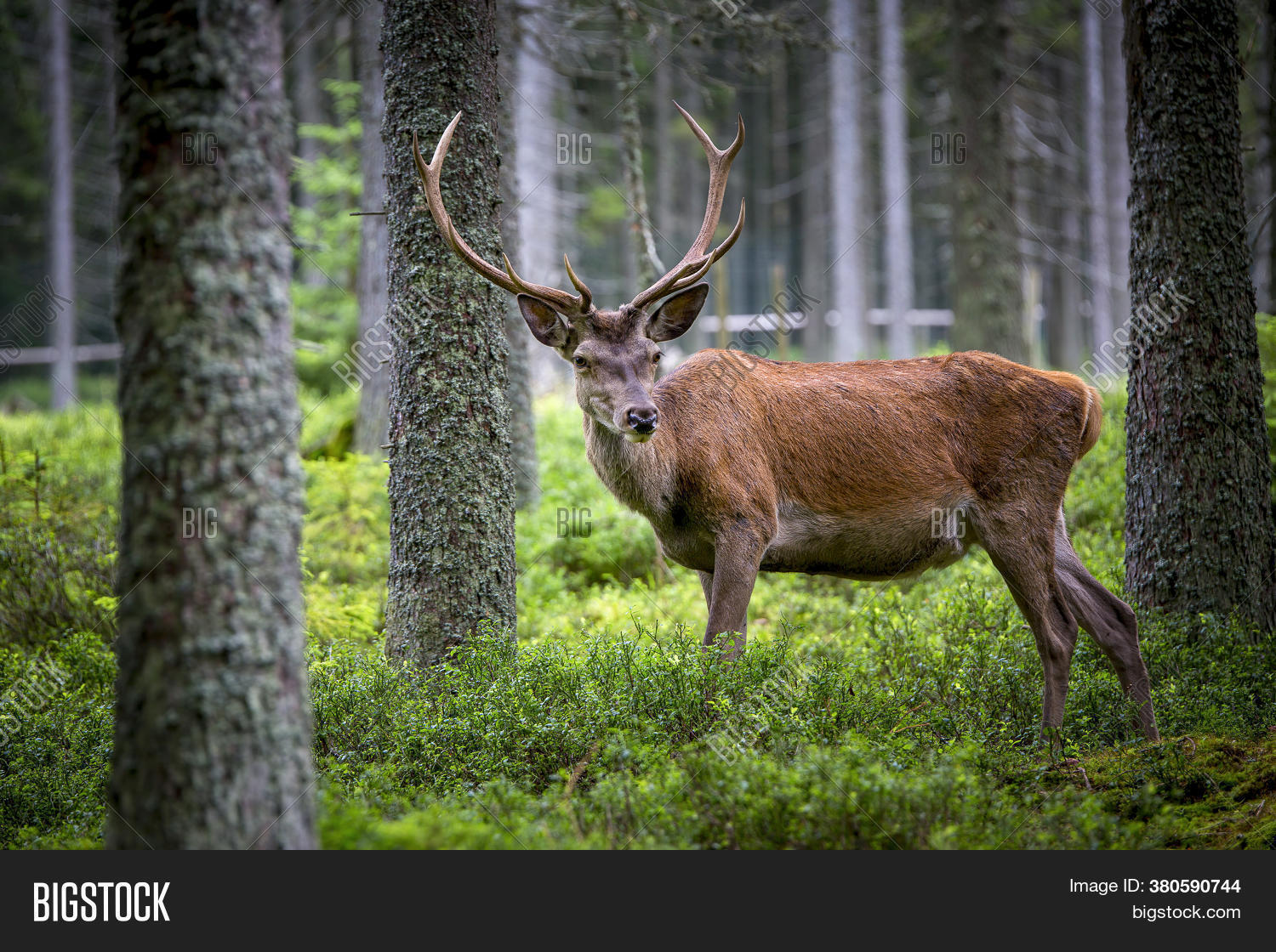 Very Nice Deer Antlers Image & Photo (Free Trial) | Bigstock